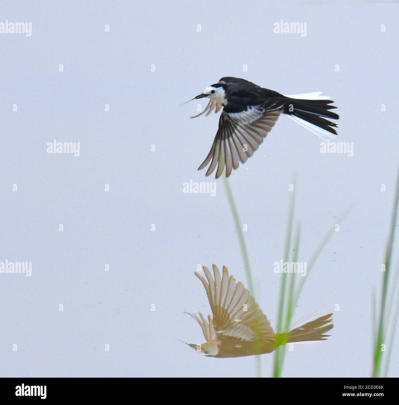 Amur white wagtails hi-res stock photography and images - Alamy