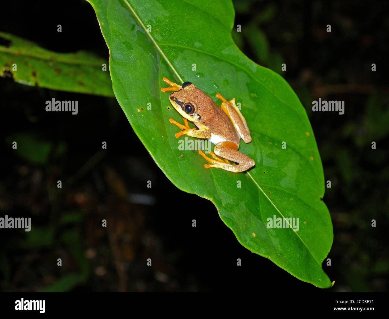 Madagascan reed frog, blue-back reed frog, powder-blue reed frog ...