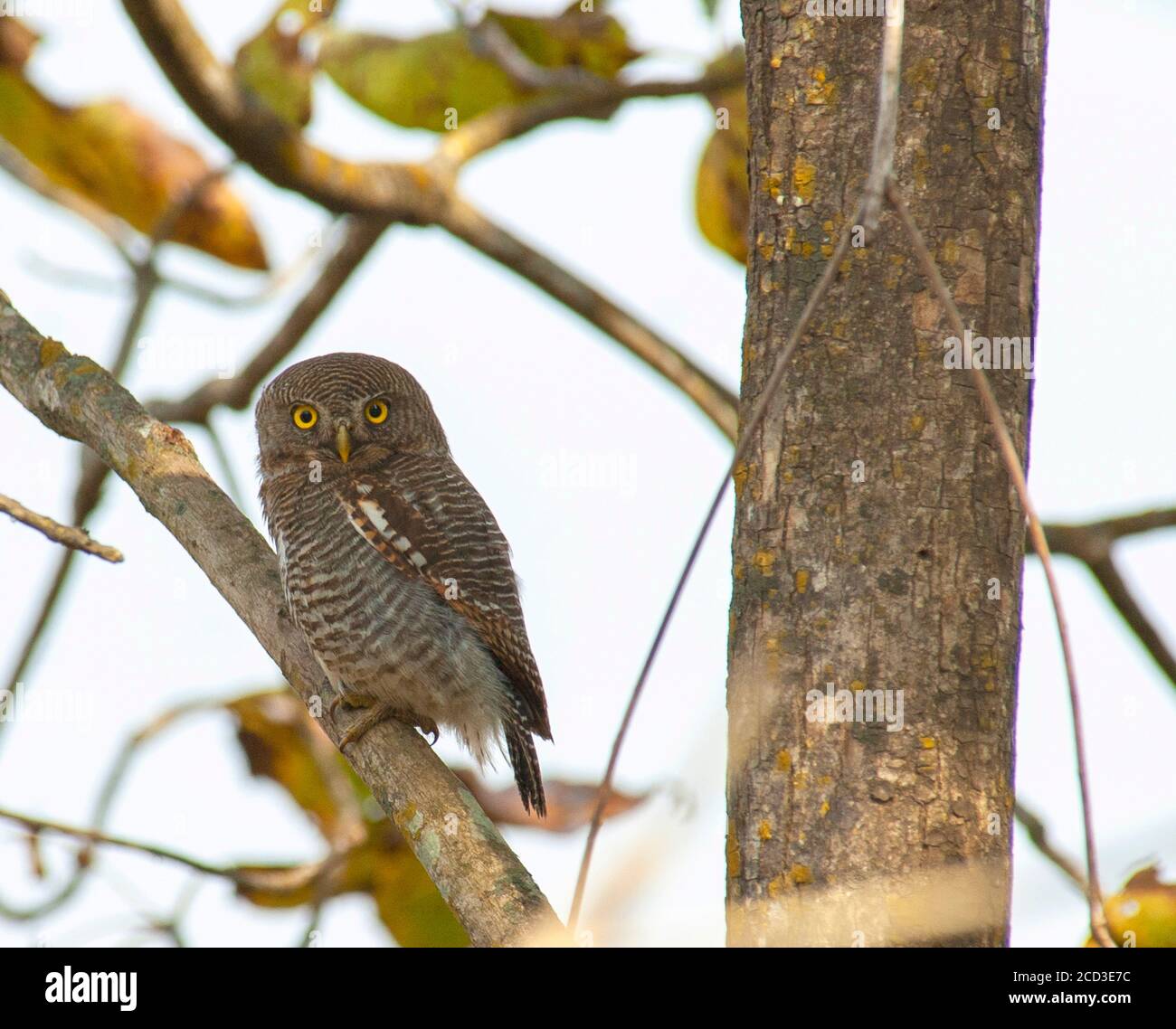 Indian cuckoo hi-res stock photography and images - Alamy