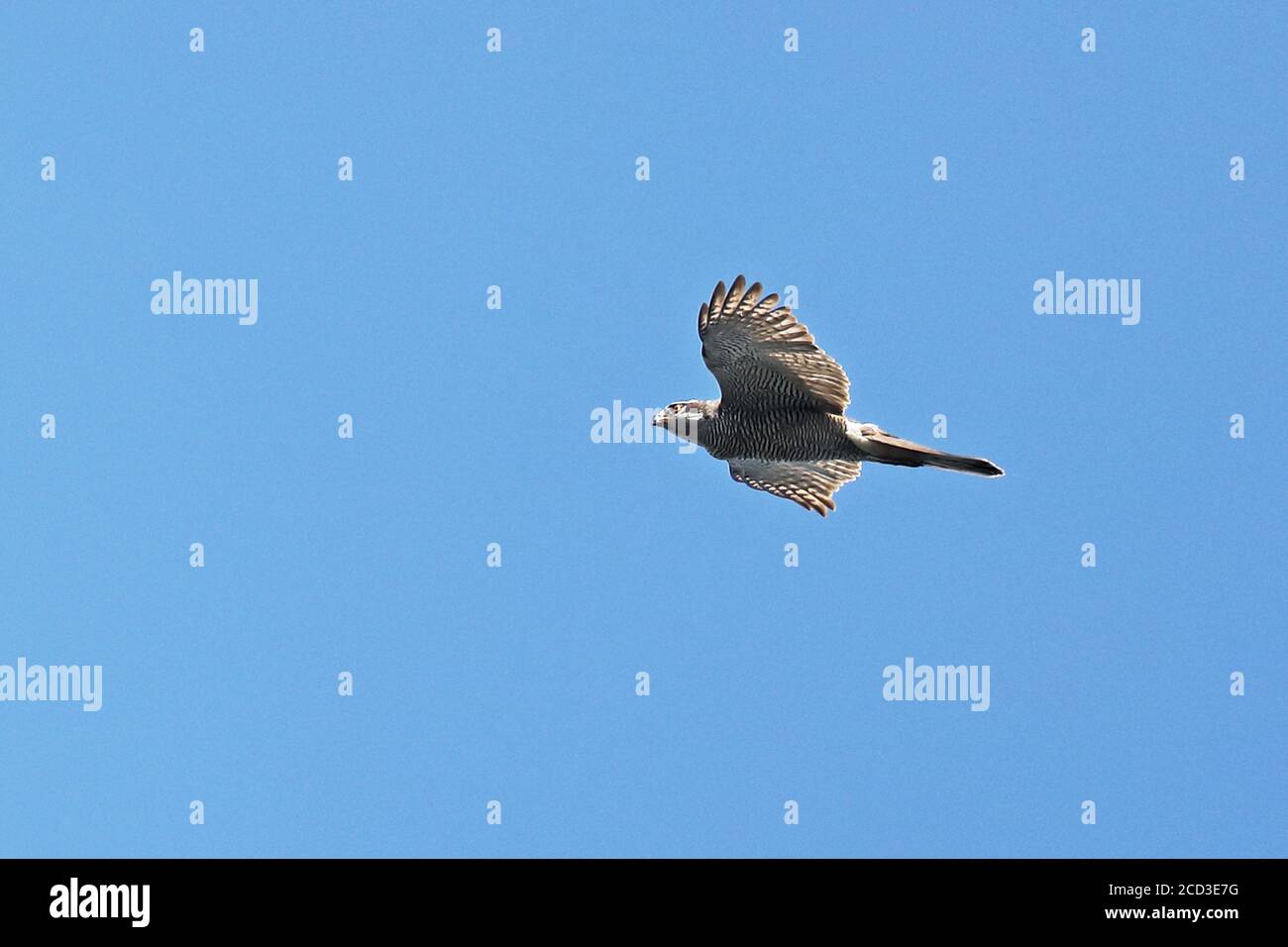 Goshawk flight northern hi-res stock photography and images - Alamy