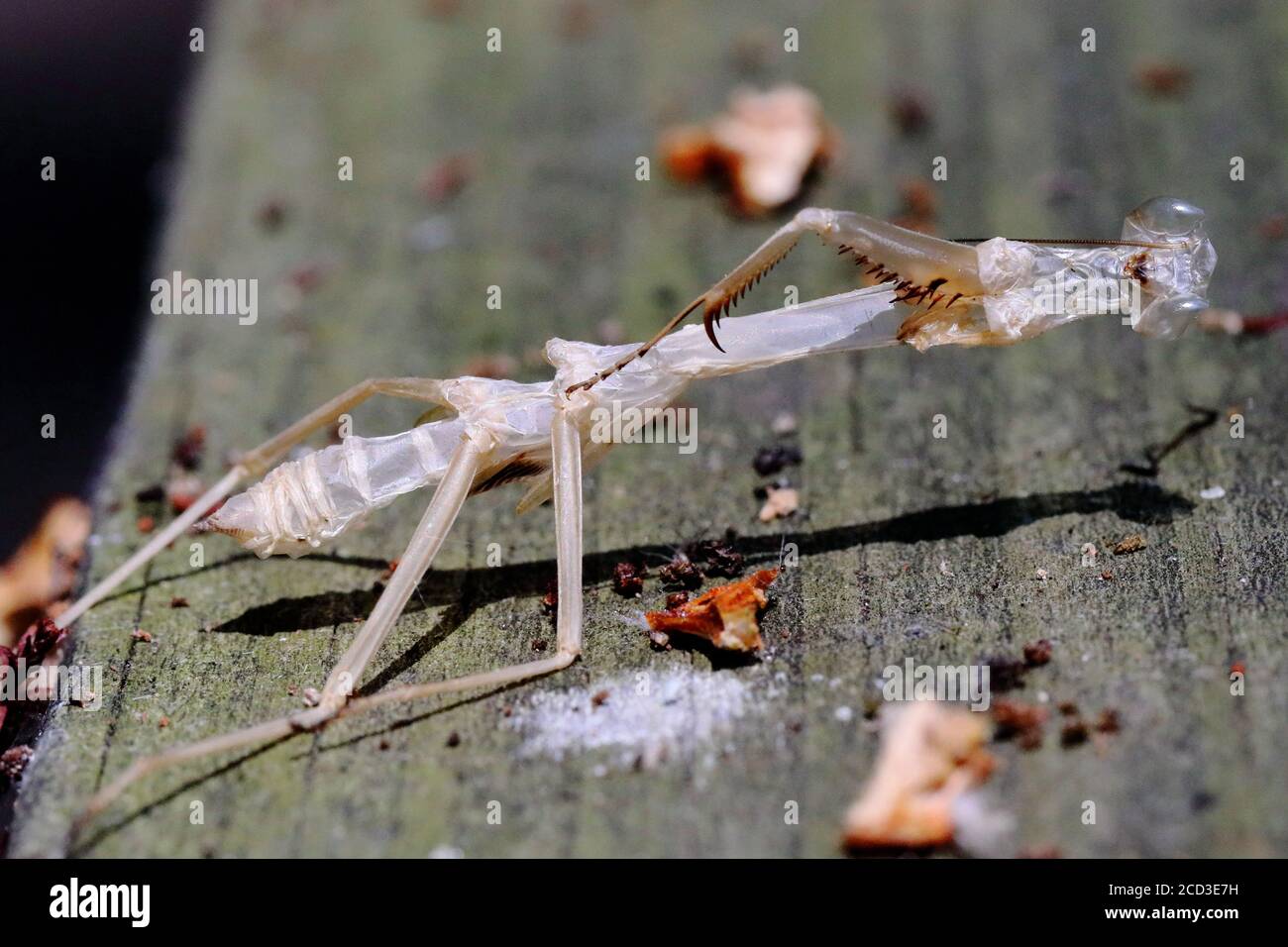 Exoskeleton of Praying Mantis on Rail of Boardwalk Stock Photo - Alamy