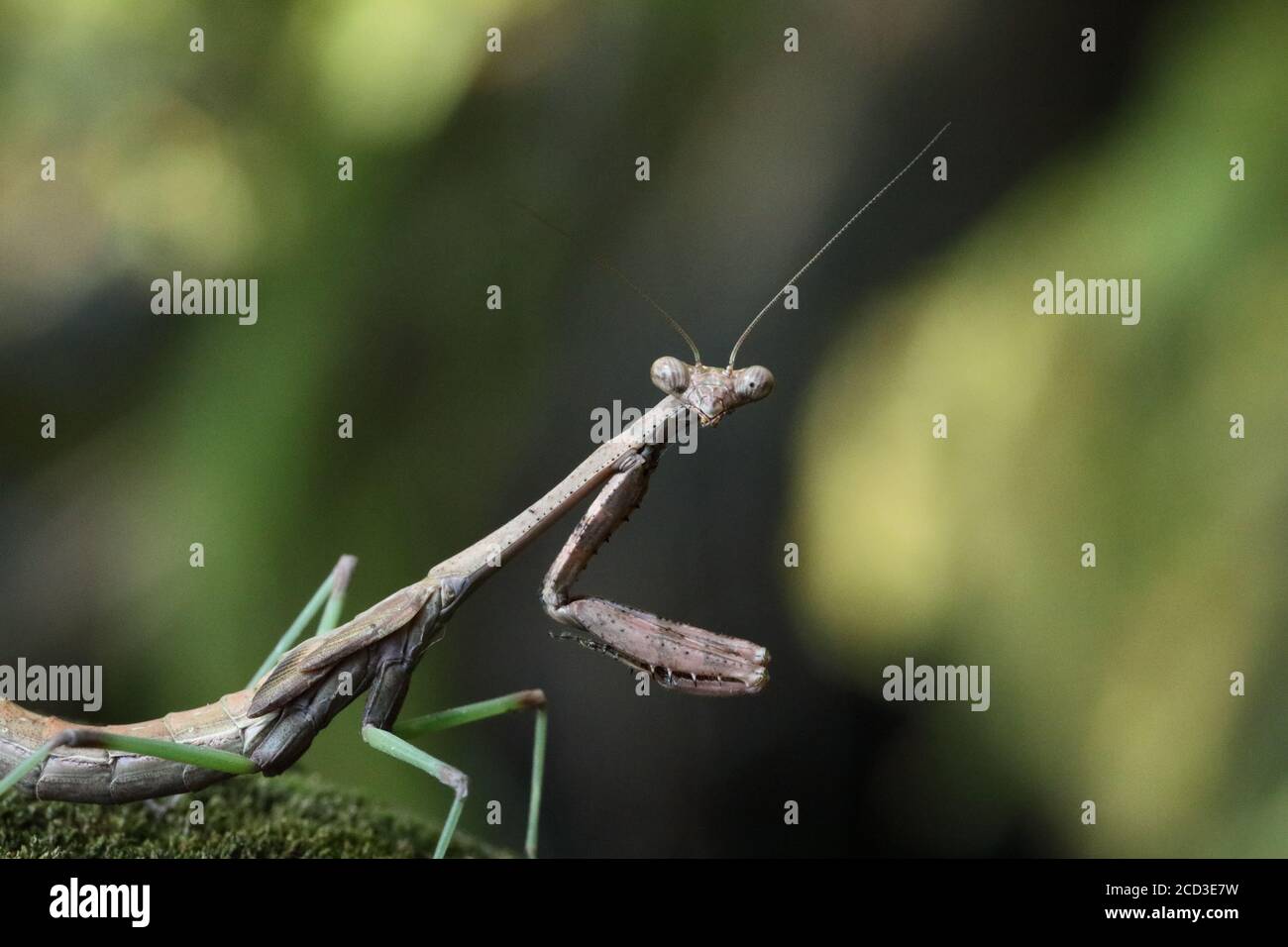 Praying Mantis at Reelfoot Lake Tennessee Stock Photo - Alamy
