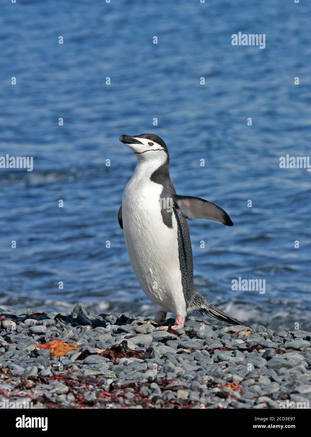 bearded penguin, chinstrap penguin (Pygoscelis antarctica, Pygoscelis ...