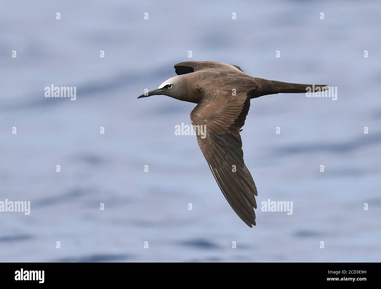 Common noddy, Brown Noddy (Anous stolidus, Anous stolidus stolidus), in ...