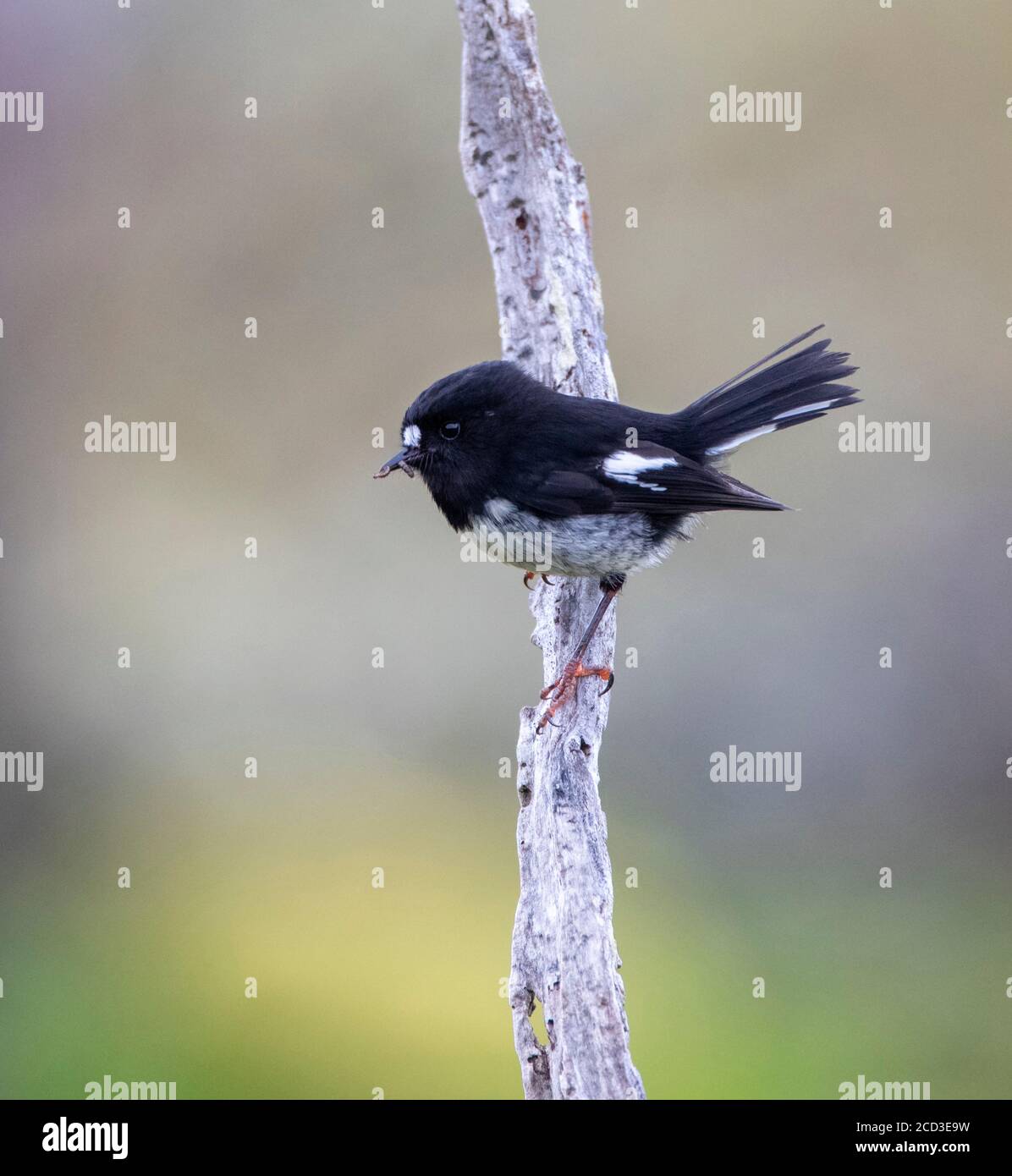 New zealand robin with prey hi-res stock photography and images - Alamy