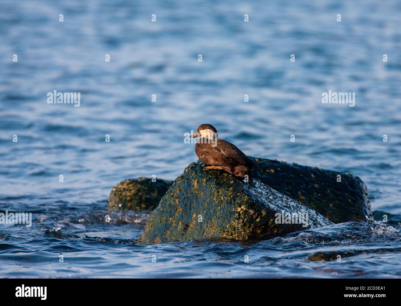 American Scoter, Black Scoter (Melanitta americana), female resting on ...