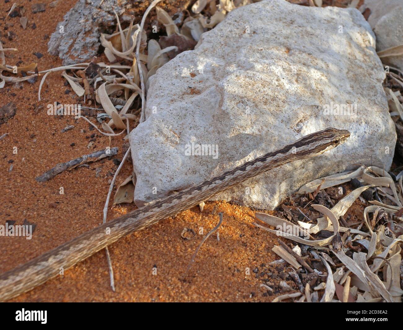 Madagascar's grass snake (Mimophis mahfalensis), endemic to Madagascar ...
