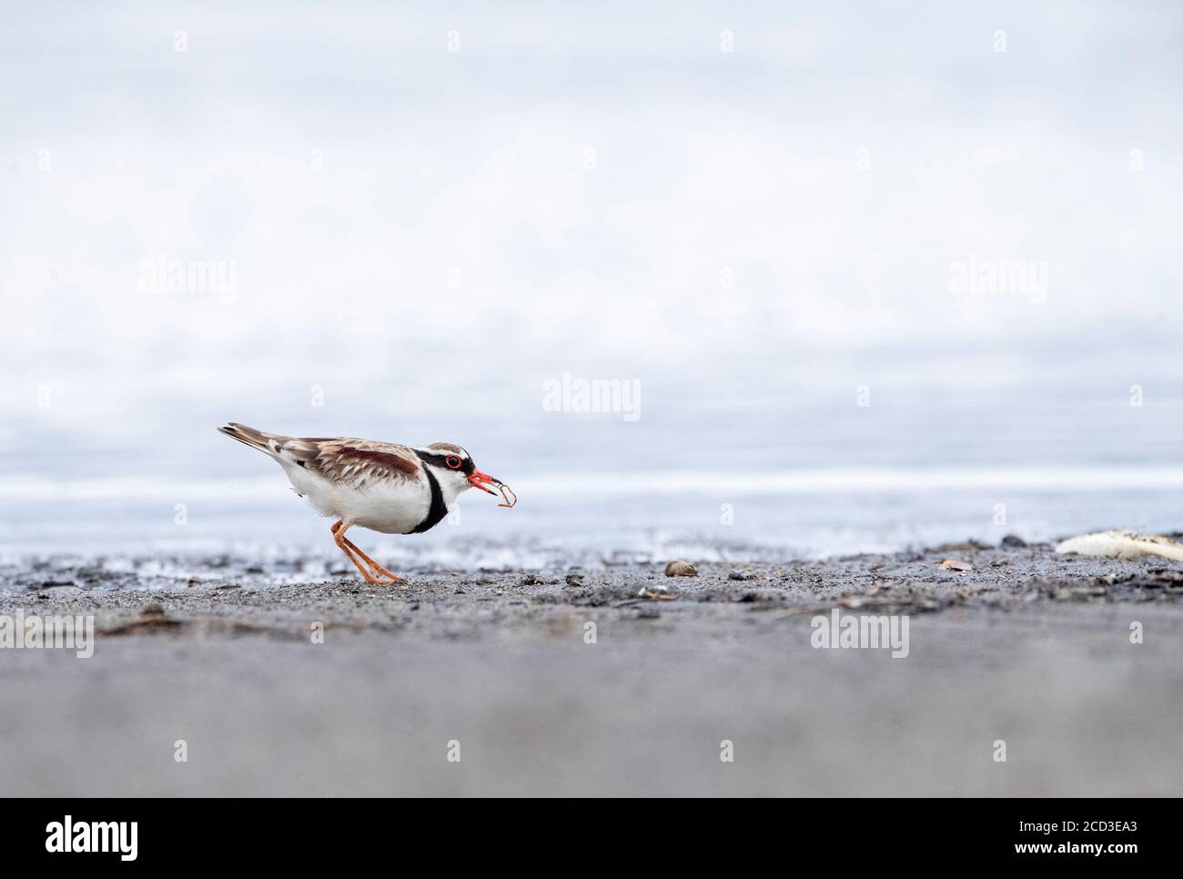 Black-fronted Dotterel (Elseyornis melanops), foraging on the shore of ...