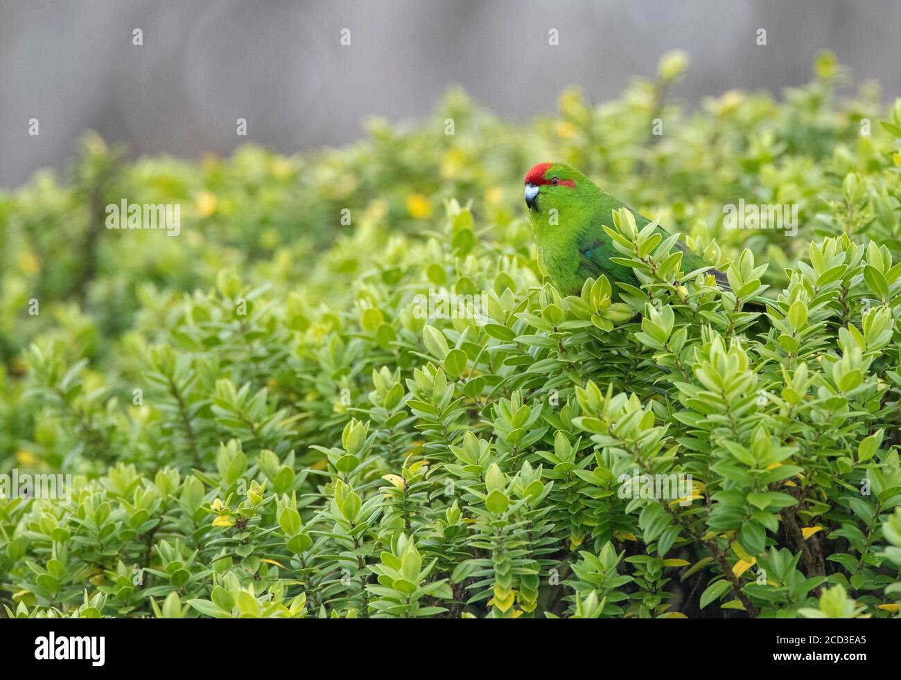 Kakariki bird hi-res stock photography and images - Alamy