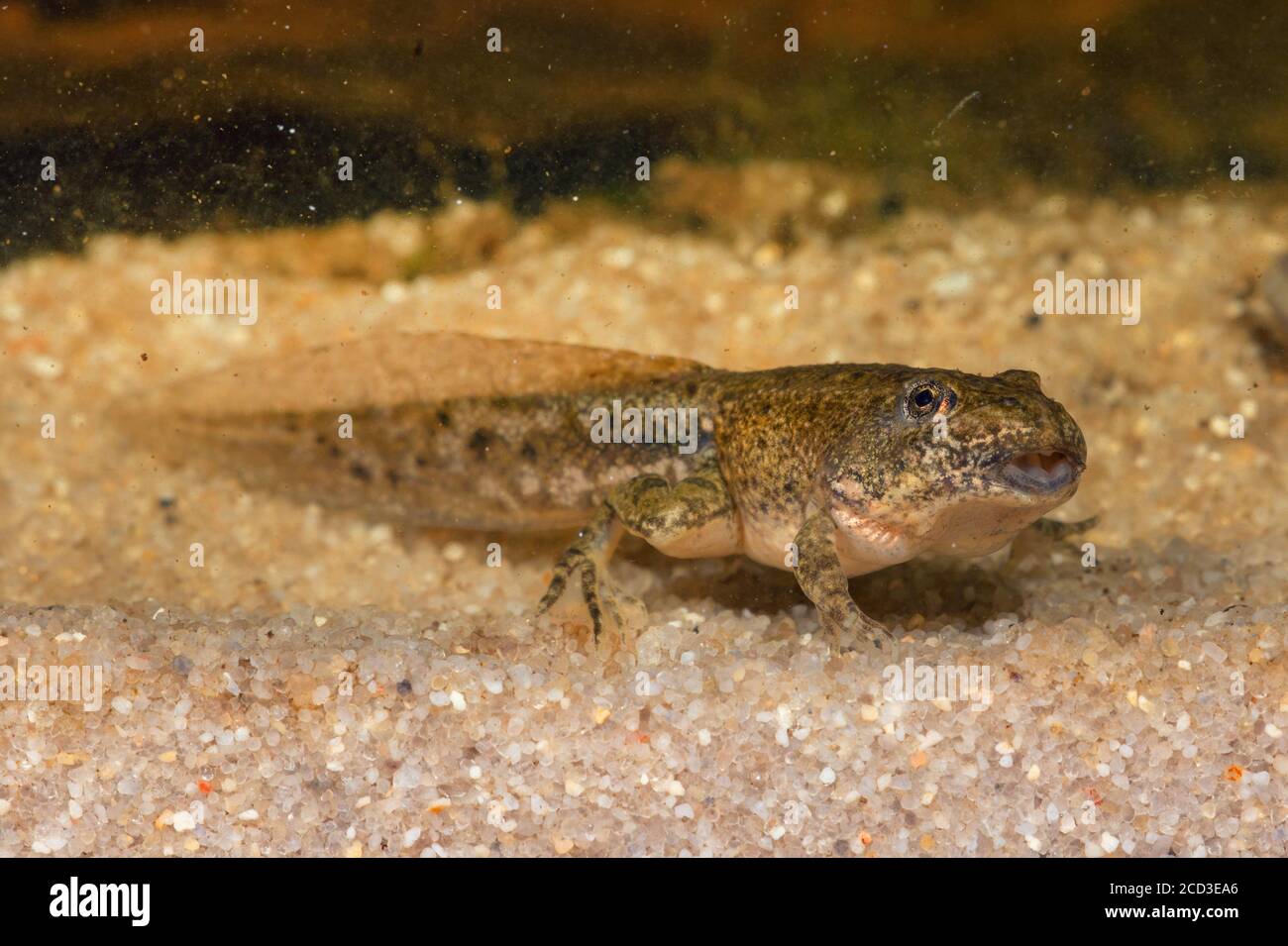 Four legged animals hi-res stock photography and images - Alamy