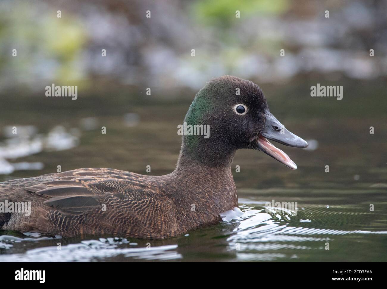 Campbell islands teal hi-res stock photography and images - Alamy