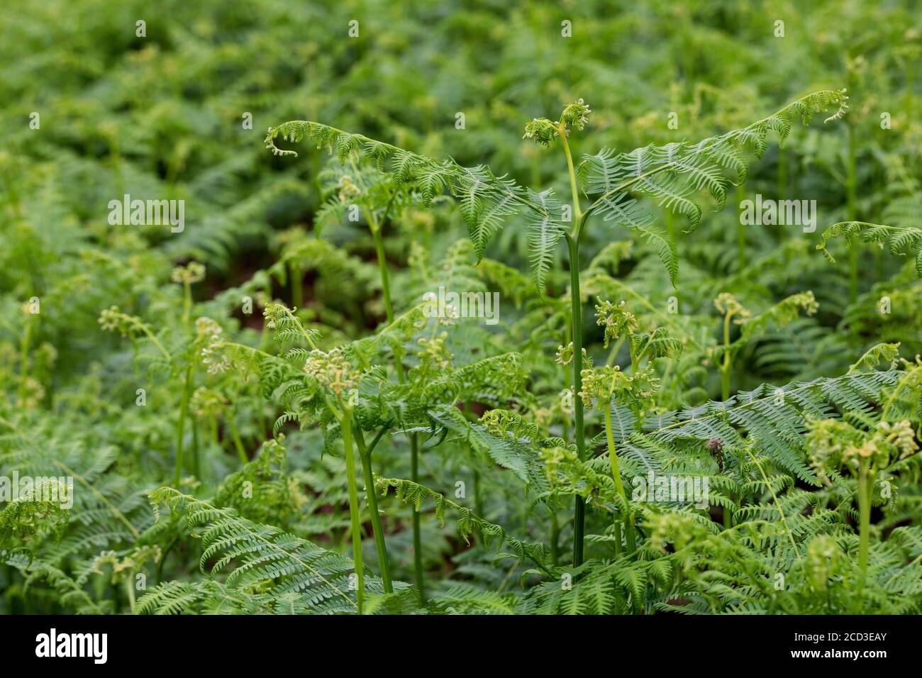 Bracken fern hi-res stock photography and images - Alamy