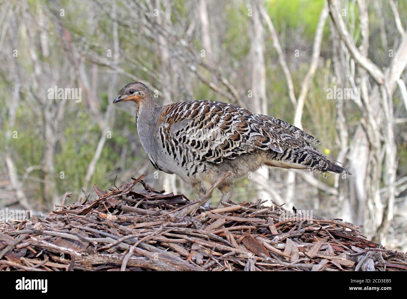 Malle hi-res stock photography and images - Alamy