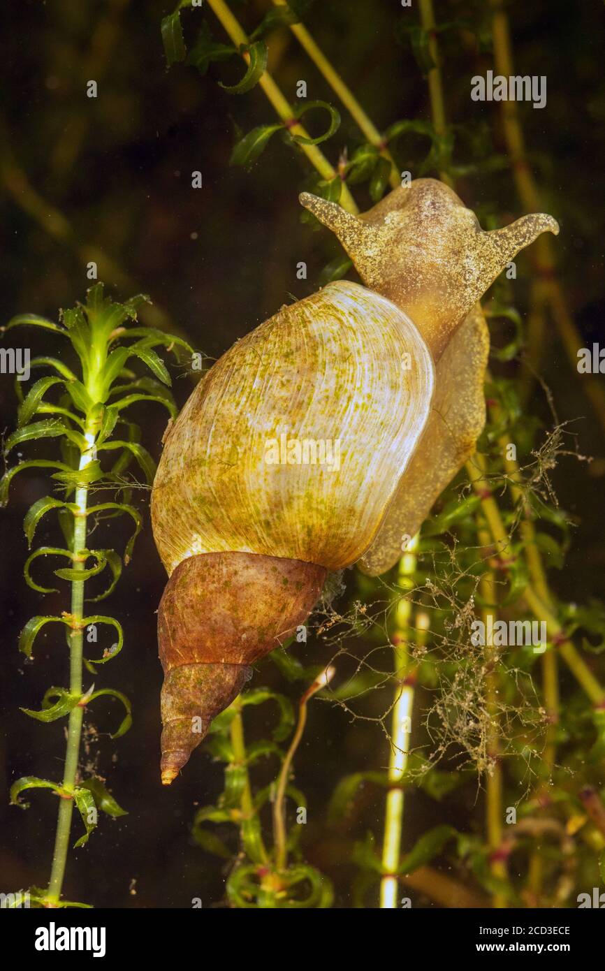 Aufwuchs hi-res stock photography and images - Alamy