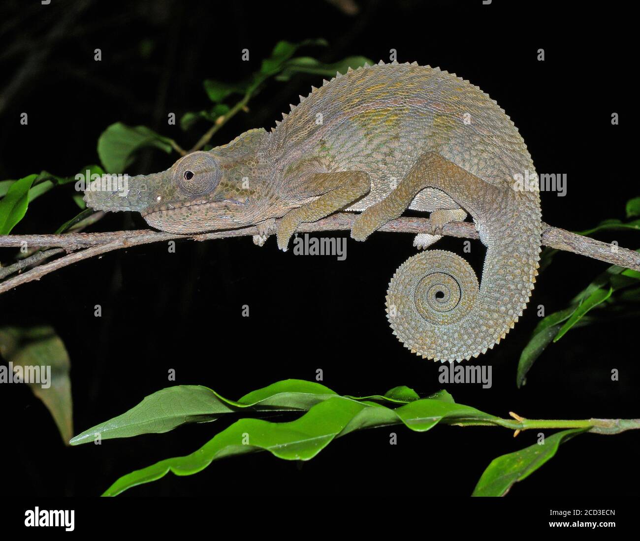 Rhinoceros chameleon furcifer rhinoceratus madagascar hi-res stock ...