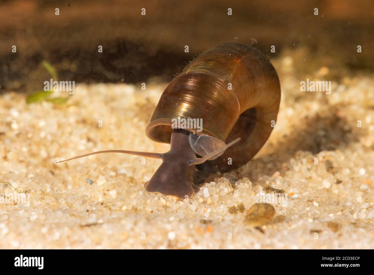 Ramshorn snail hi-res stock photography and images - Alamy