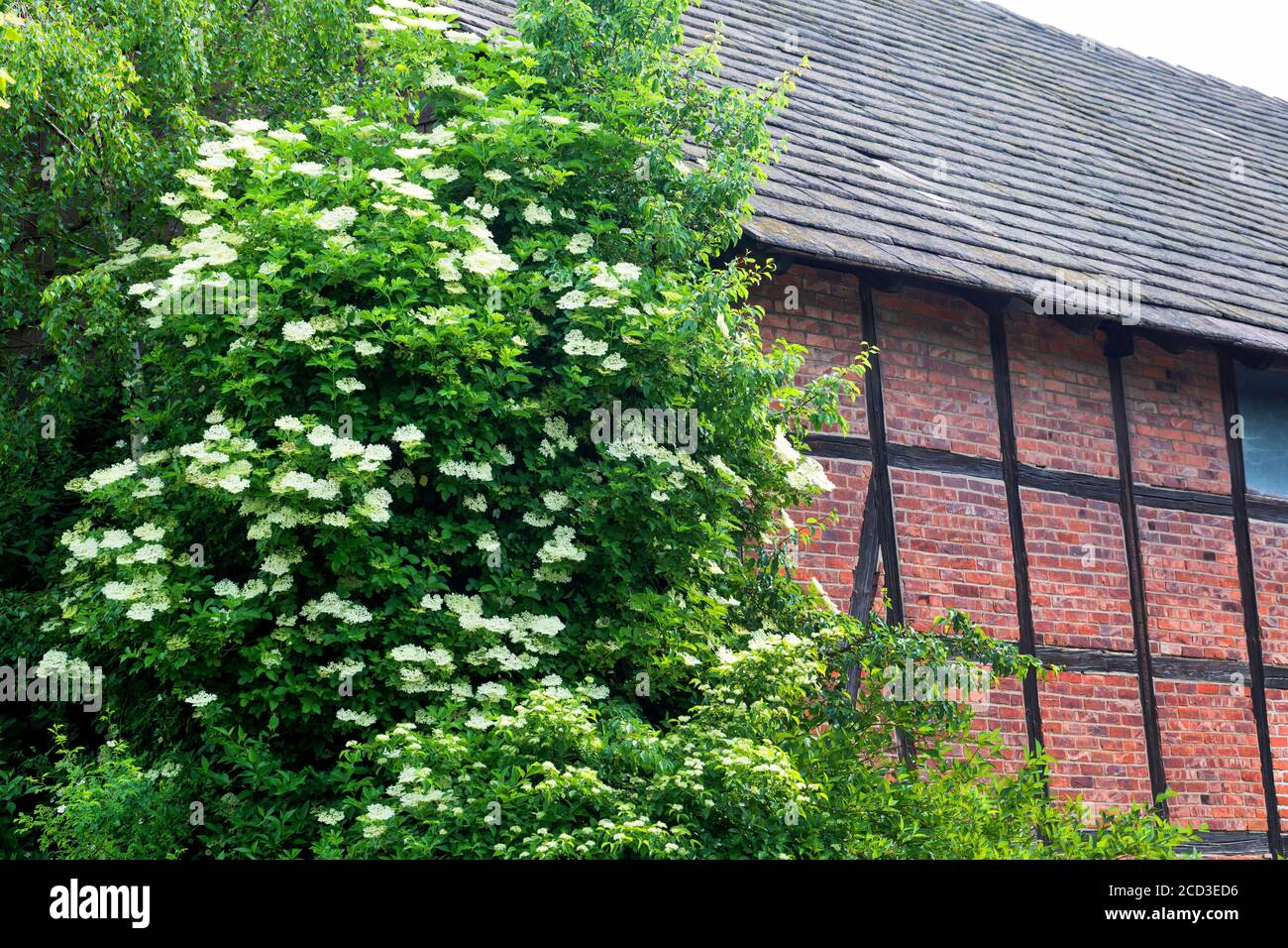 European black elder, Elderberry, Common elder (Sambucus nigra ...