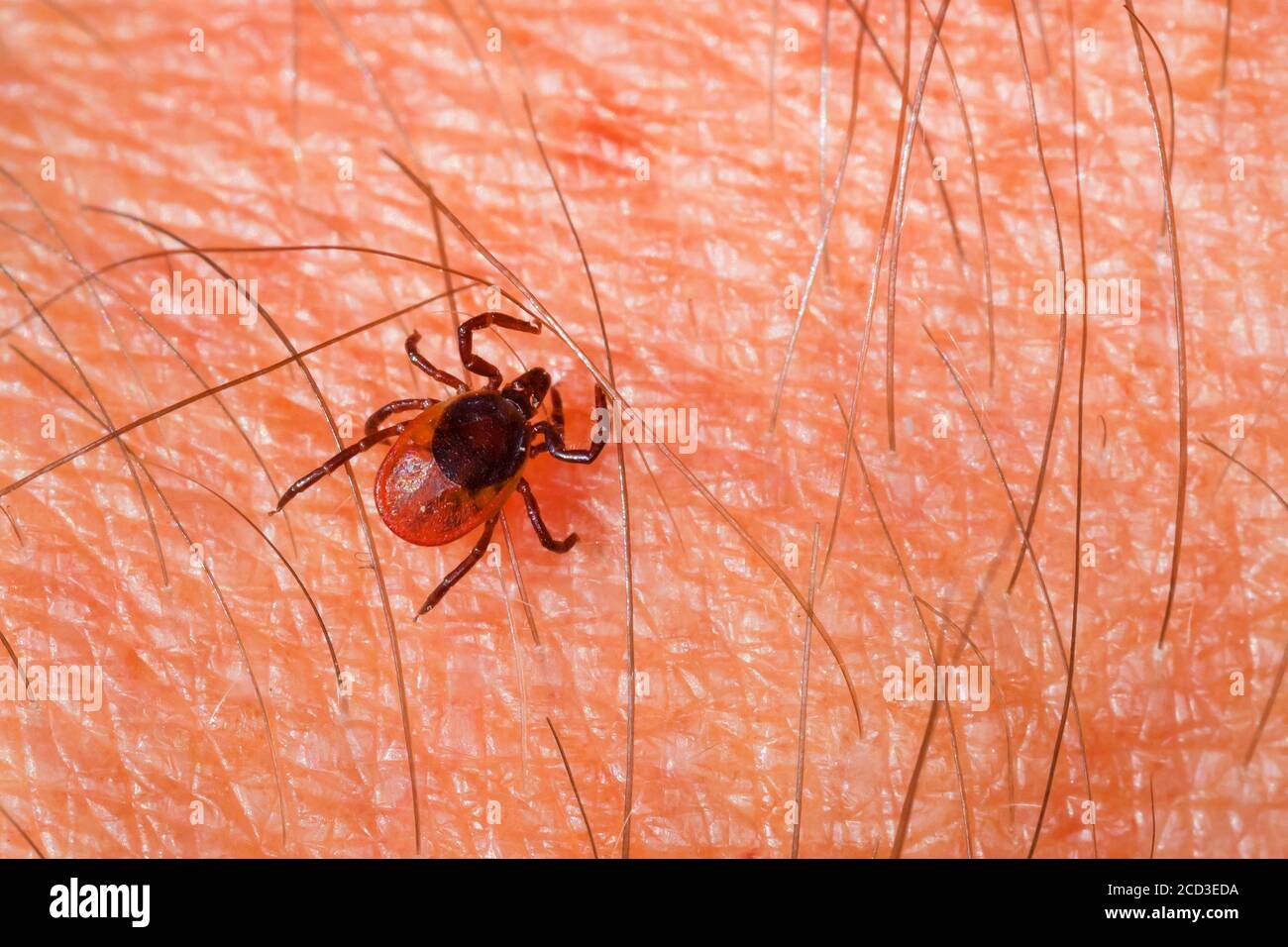 European castor bean tick, European sheep tick (Ixodes ricinus), on ...