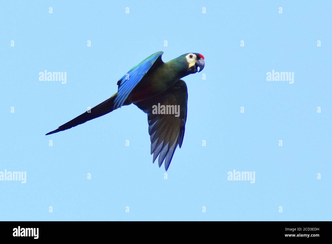 Illiger's Macaw, Blue-winged macaw (Ara maracana, Primolius maracana ...
