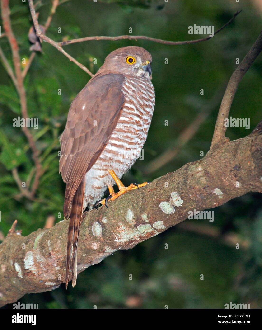 Frances sparrowhawk hi-res stock photography and images - Alamy