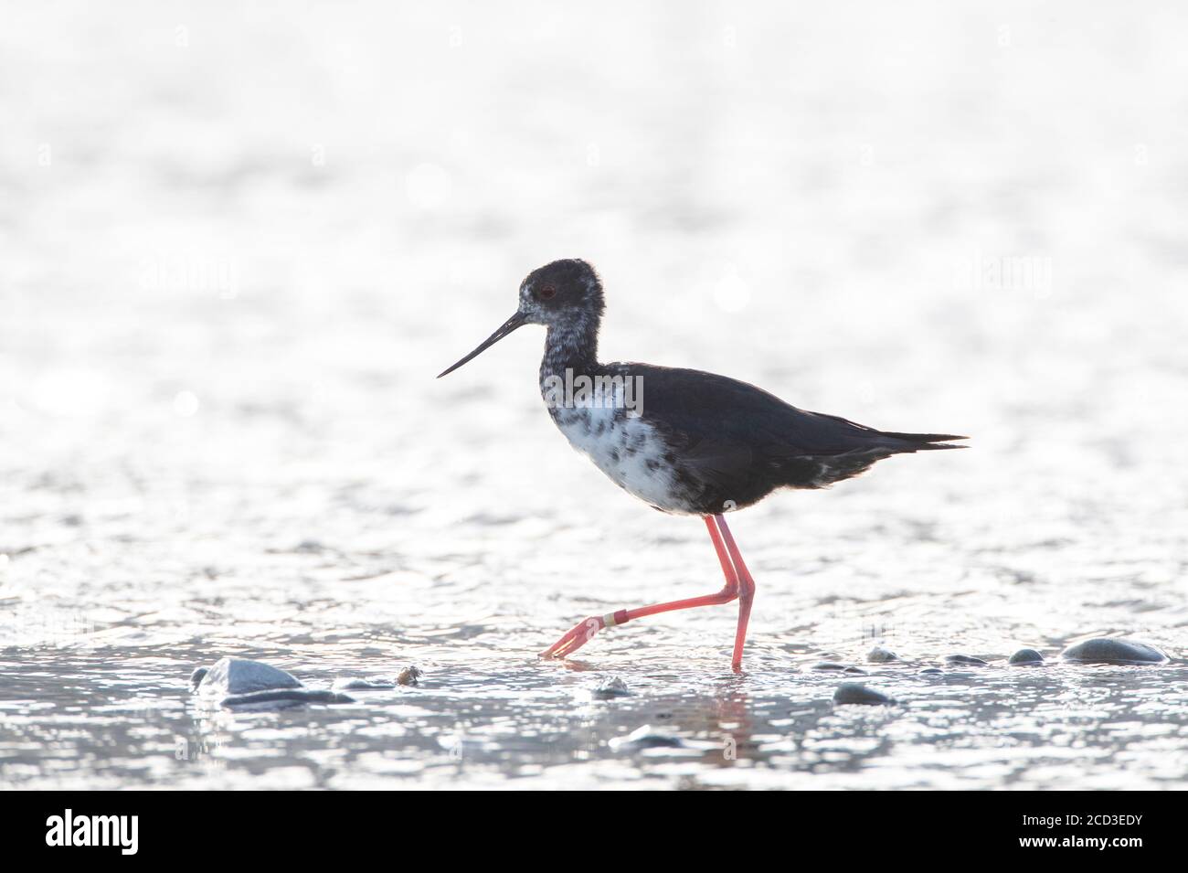 New Zealand stilt (Himantopus novaezelandiae), Immature critically ...