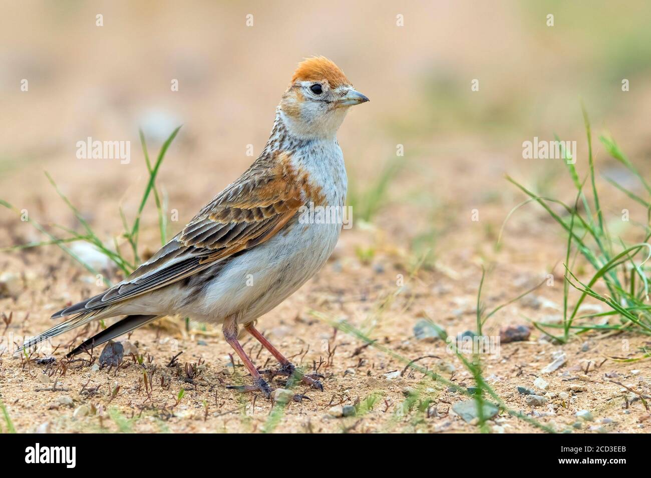 White winged lark melanocorypha leucoptera adult male hi-res stock ...