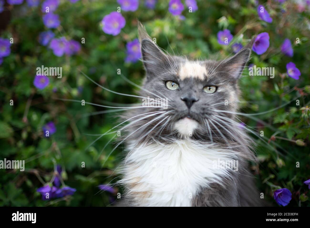 portrait of a blue white torbie maine coon cat in front of purple ...