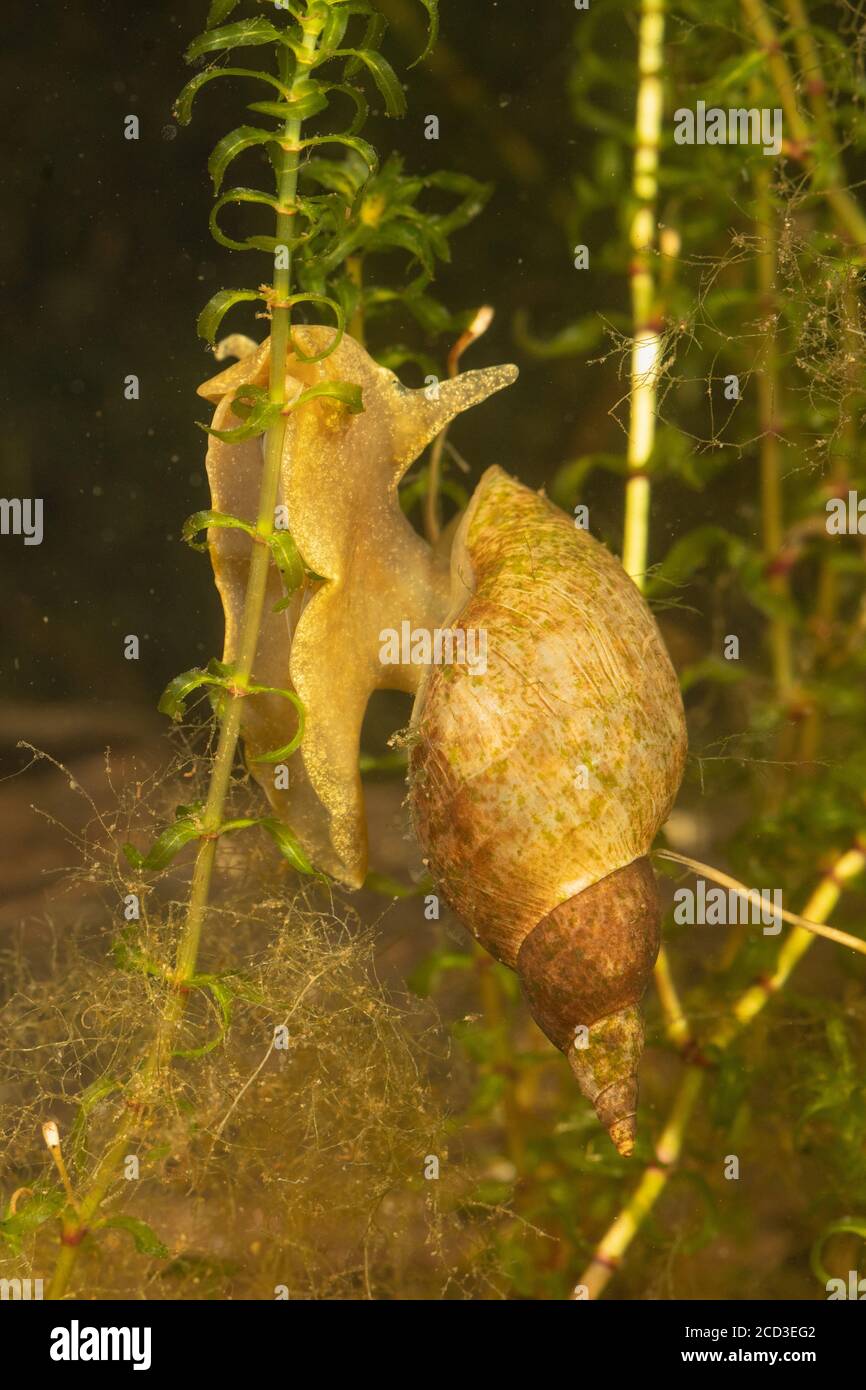 Aufwuchs hi-res stock photography and images - Alamy