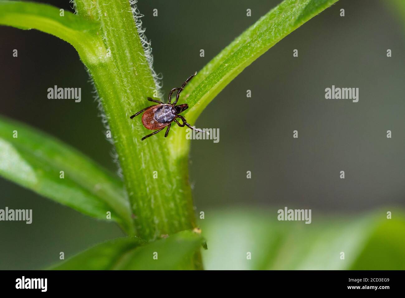 European castor bean tick, European sheep tick (Ixodes ricinus ...