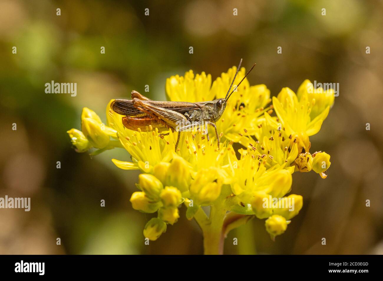 Field grasshopper, Common field grasshopper (Chorthippus brunneus ...