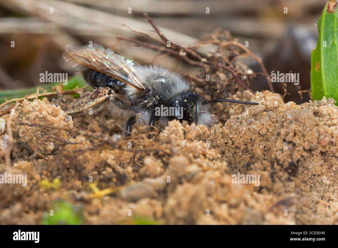 Grey-backed Mining-bee (Andrena vaga, Andrena ovina), male on sandy ...