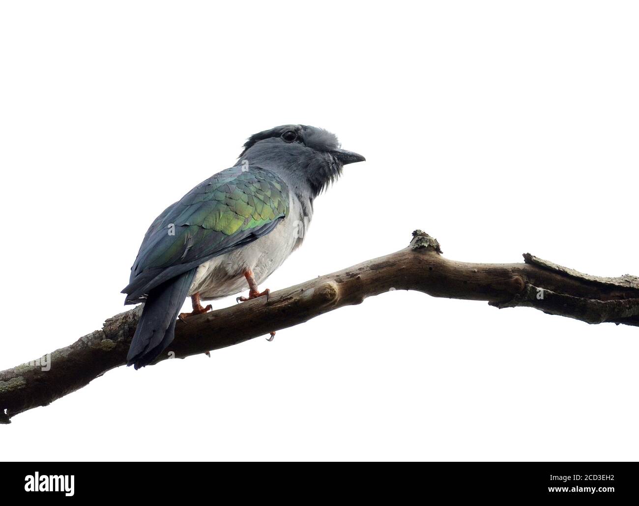 Leptosomus discolor Cut Out Stock Images & Pictures - Alamy