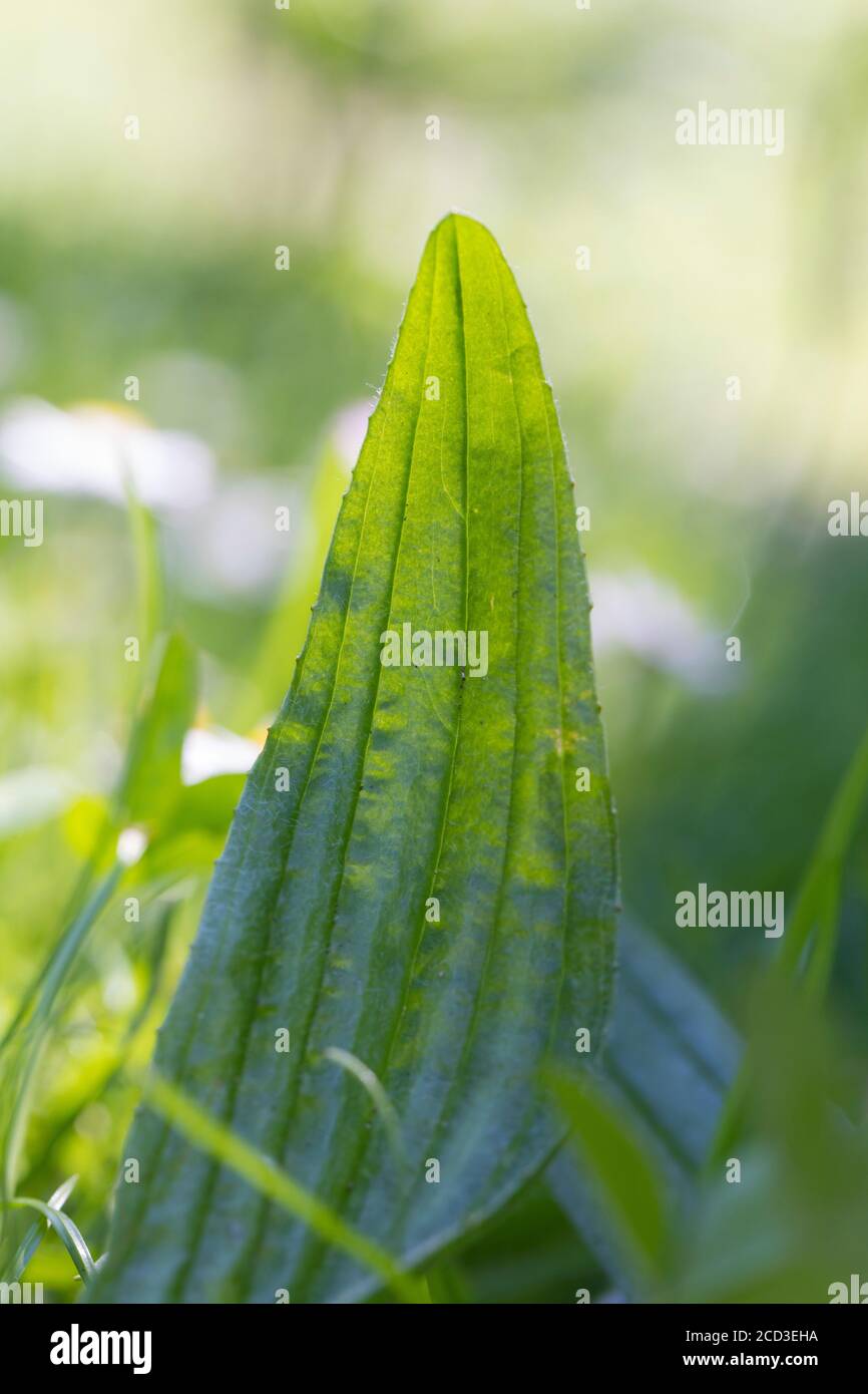 buckhorn plantain, English plantain, ribwort plantain, rib grass ...