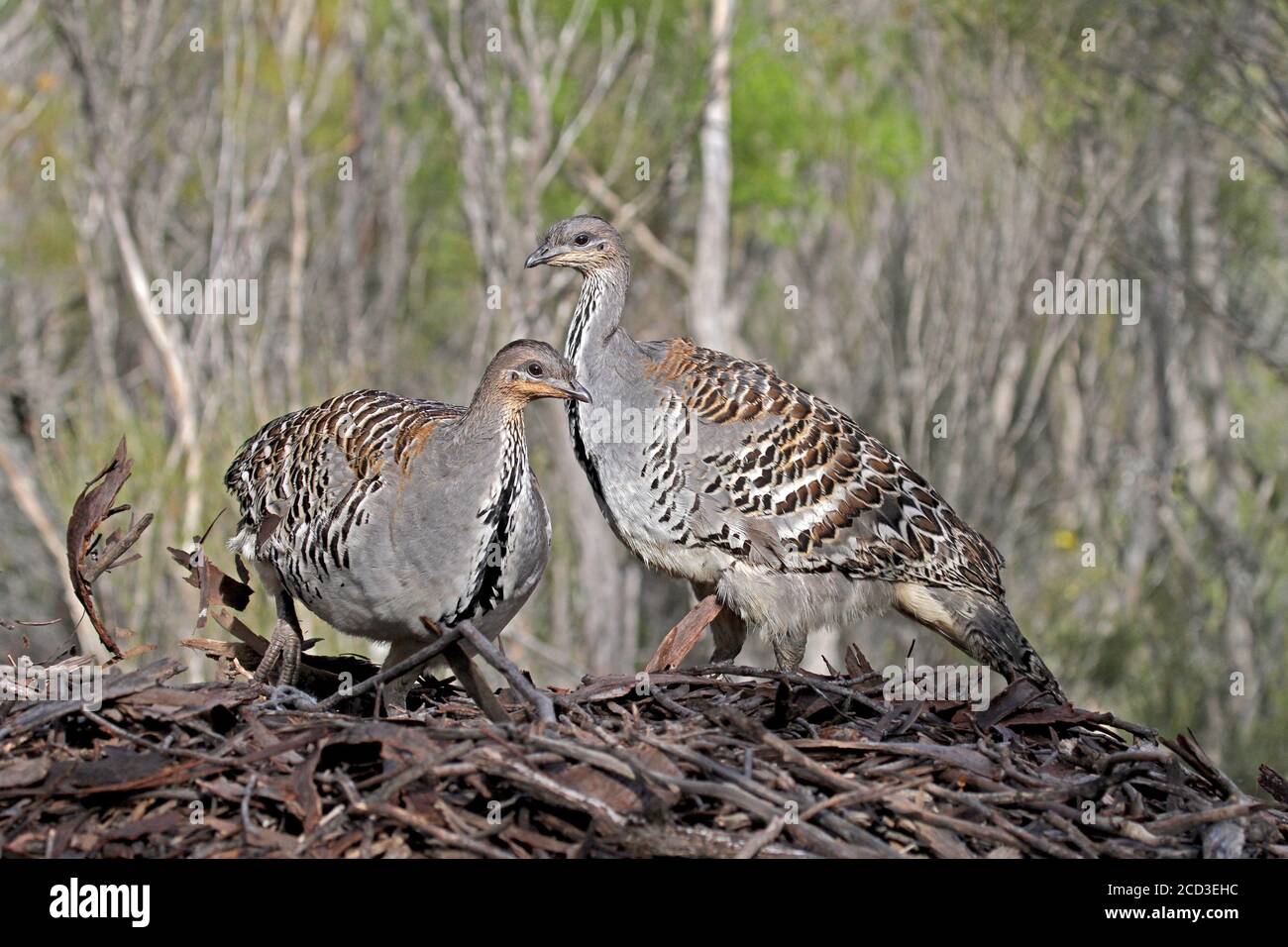 Malle fowl leipoa ocellata hi-res stock photography and images - Alamy