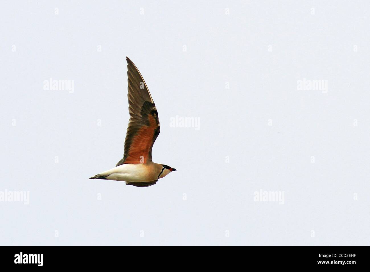 Birds flying china hi-res stock photography and images - Alamy