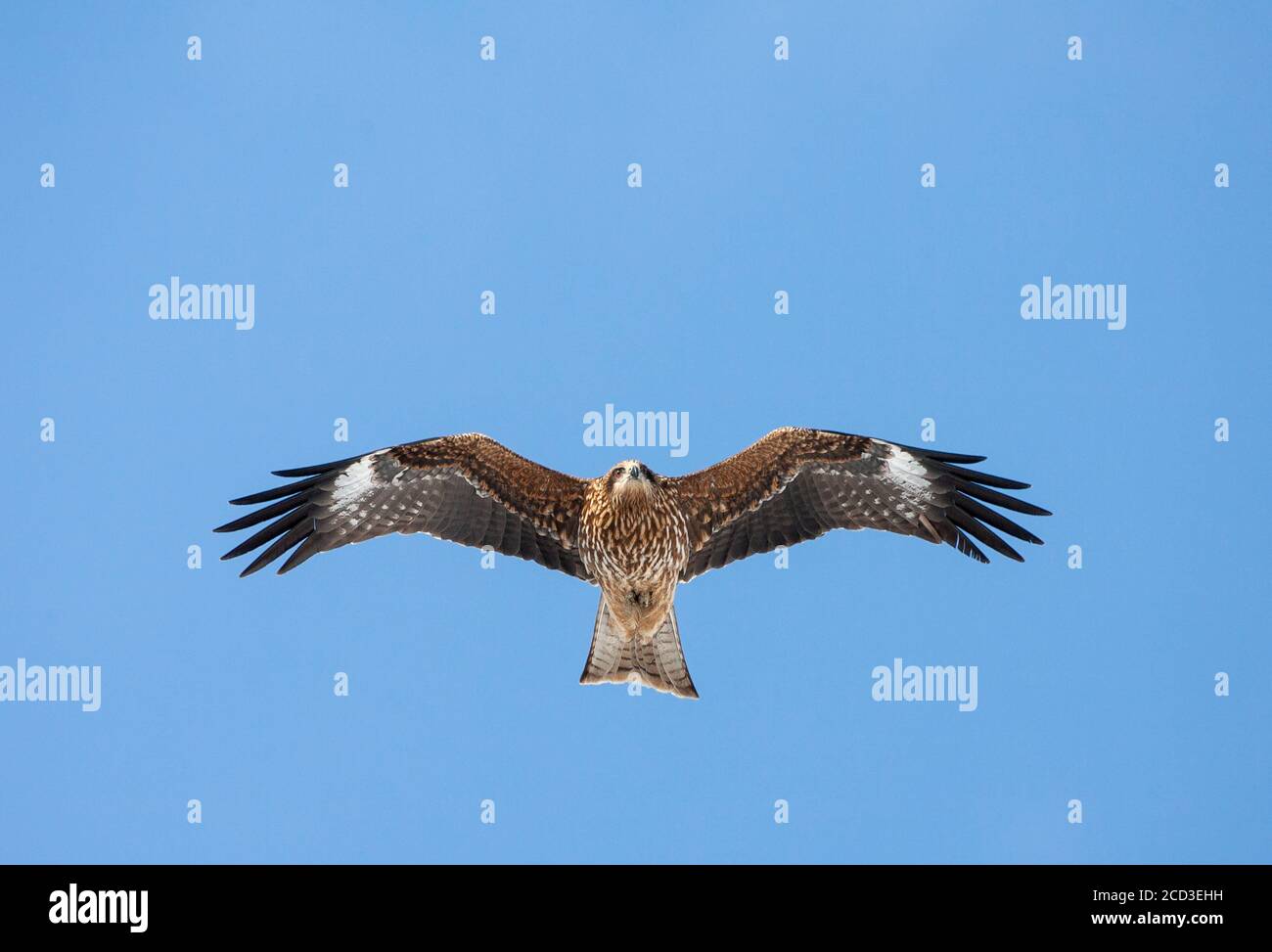 Black-eared Kite, Black kite, Yellow-billed kite (Milvus migrans ...