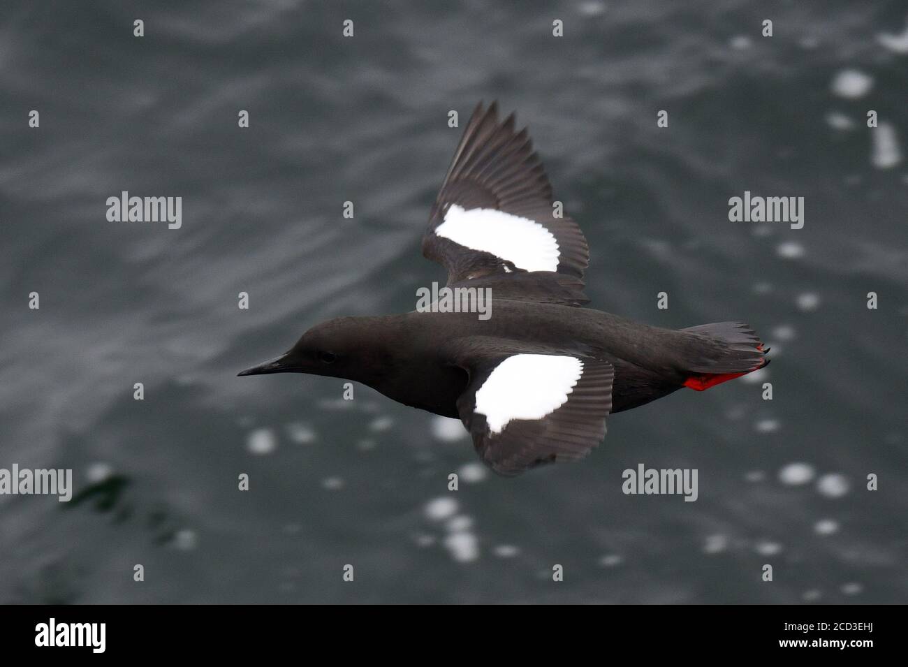 Black guillemot in flight hi-res stock photography and images - Alamy