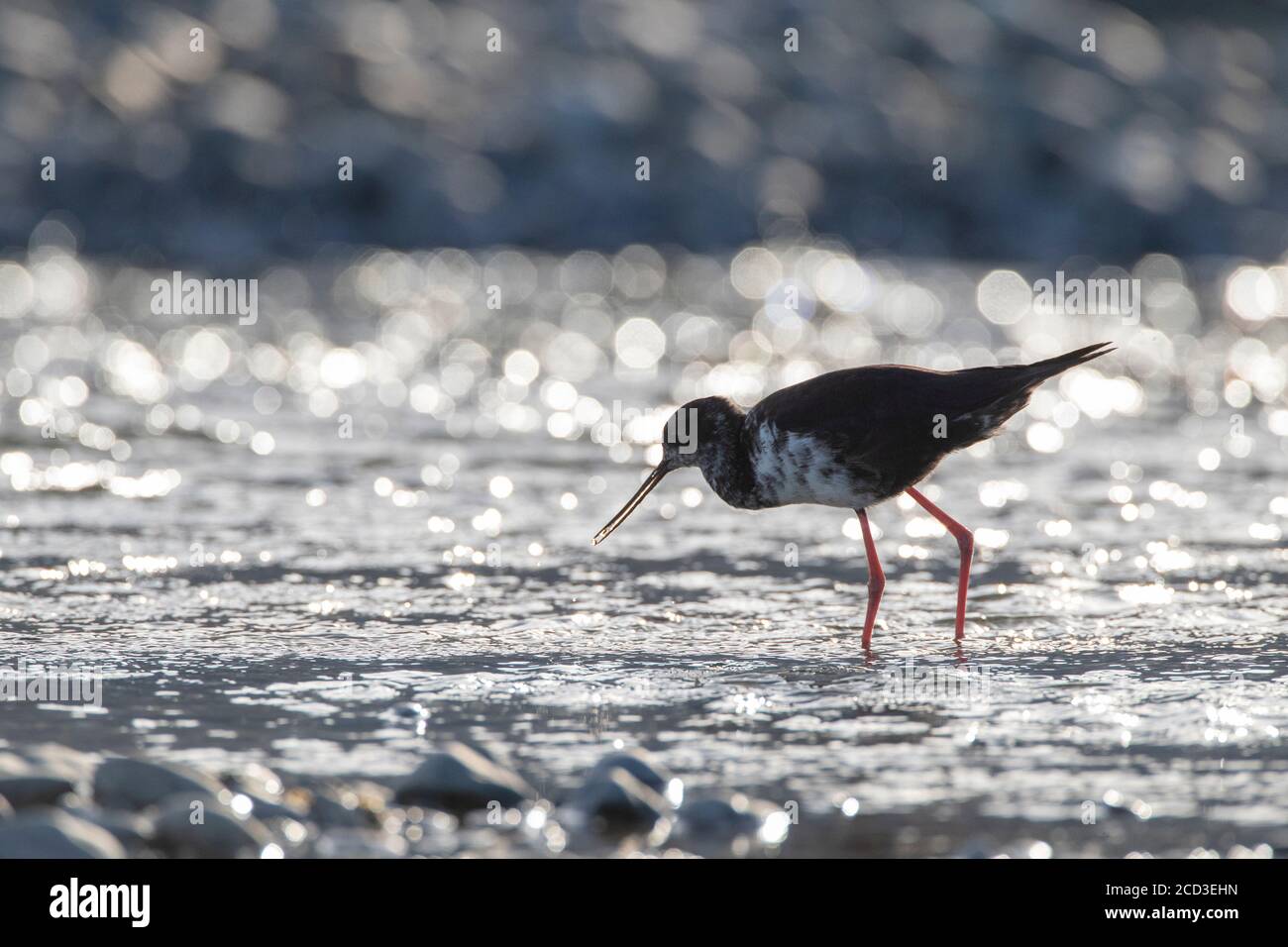 New Zealand stilt (Himantopus novaezelandiae), Immature critically ...
