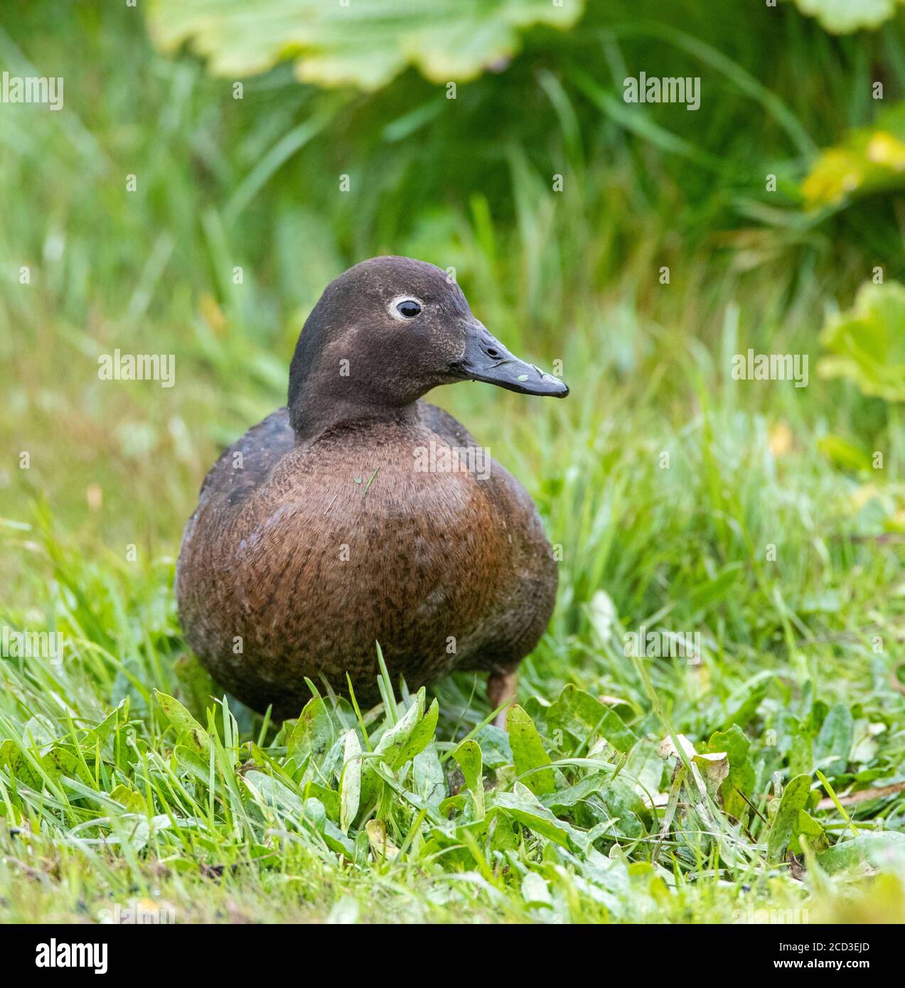 Anas aucklandica aucklandica hi-res stock photography and images - Alamy
