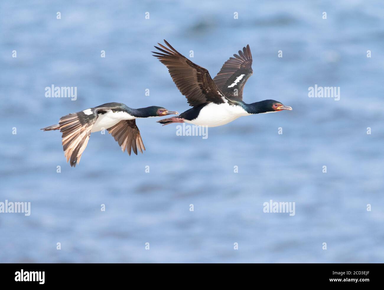 Auckland shag, Auckland Islands shag (Leucocarbo colensoi ...