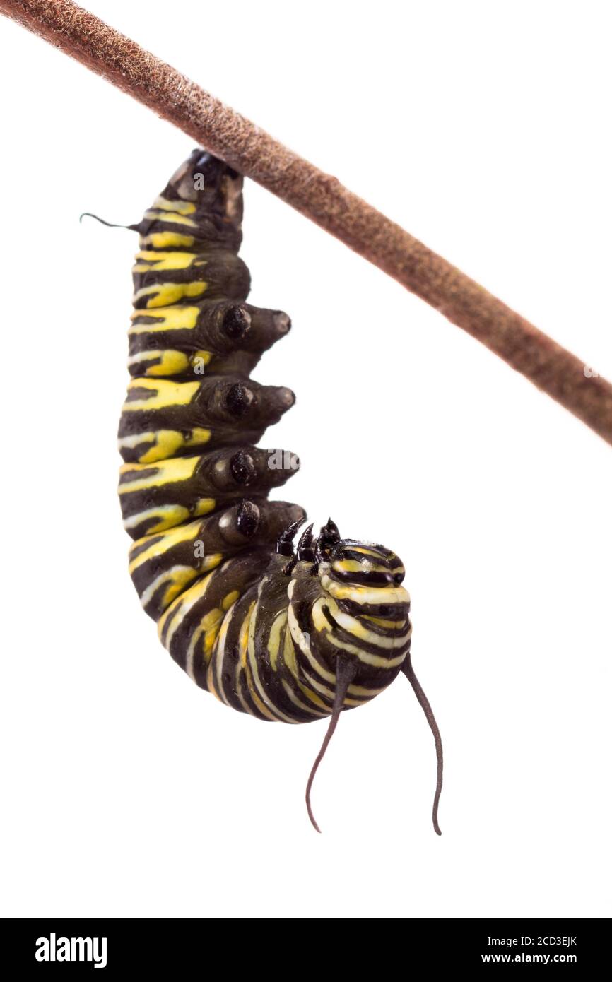 Monarch butterfly caterpillar hanging in a J shape just prior to ...
