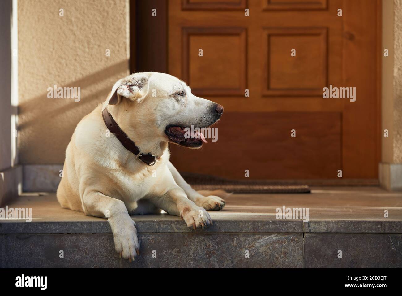 Cute dog against door. Old labrador retriver resting in front of house ...