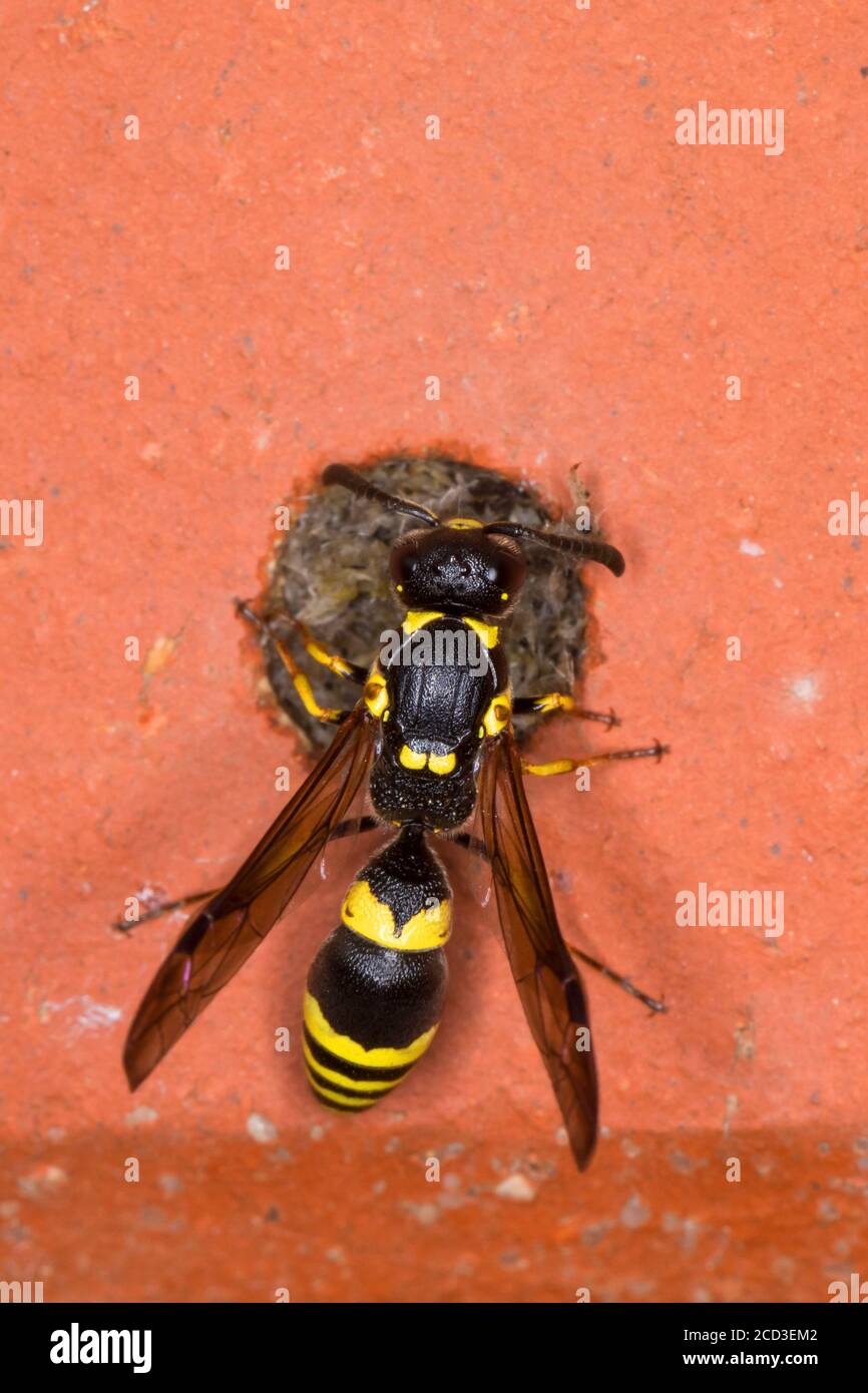 Mason wasp, potter wasp (Symmorphus crassicornis), female at the ...