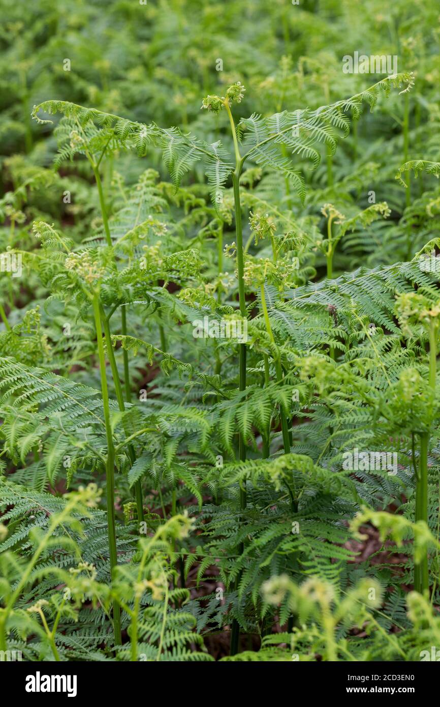 bracken fern (Pteridium aquilinum), unfurling fronds, Germany Stock ...