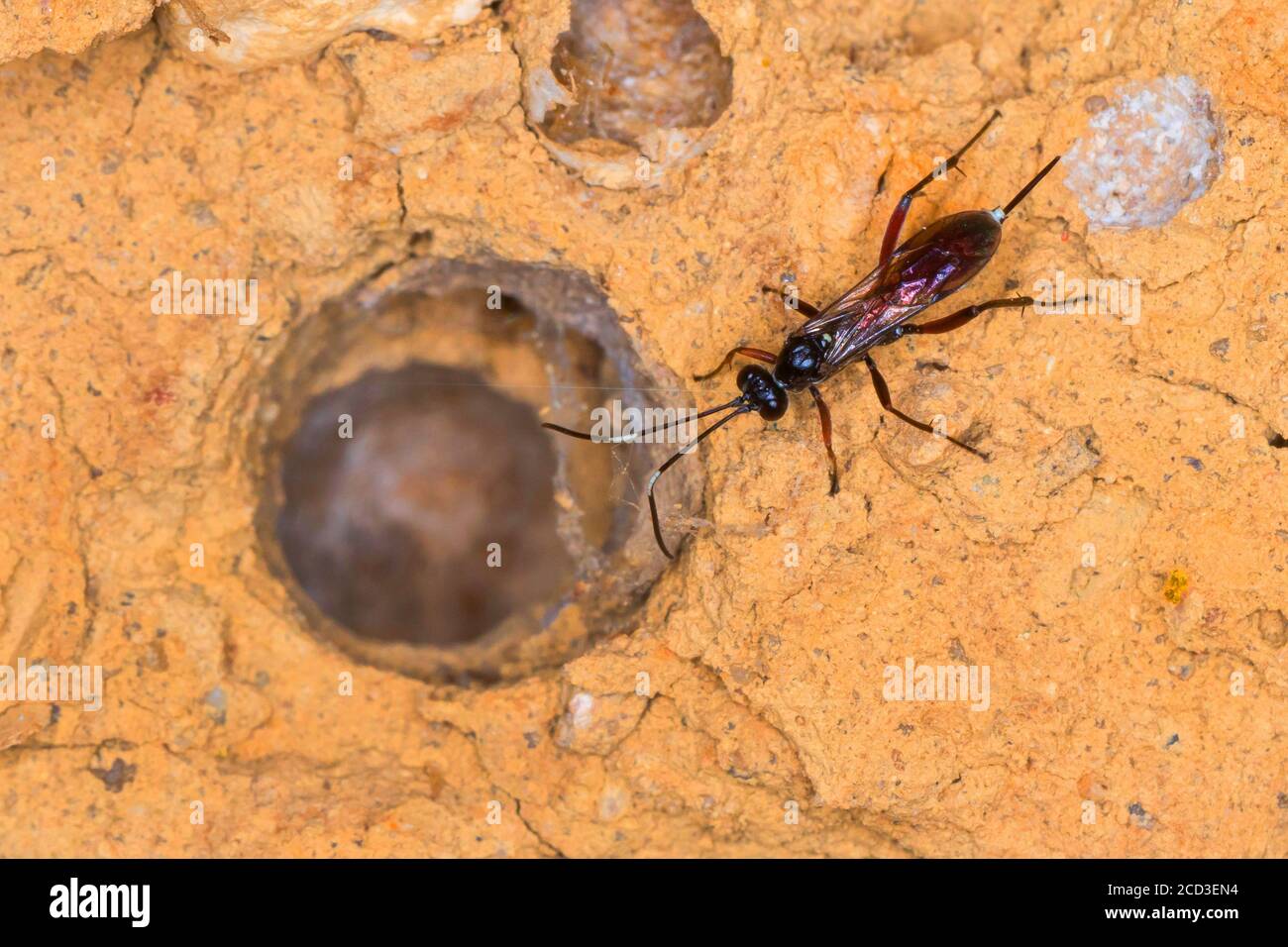 ichneumon wasp (Hoplocryptus-murarius), at the clay wall of an insect ...