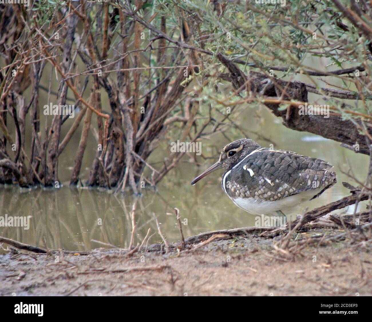 Australian Painted-snipe (Rostratula australis), perching by the water ...