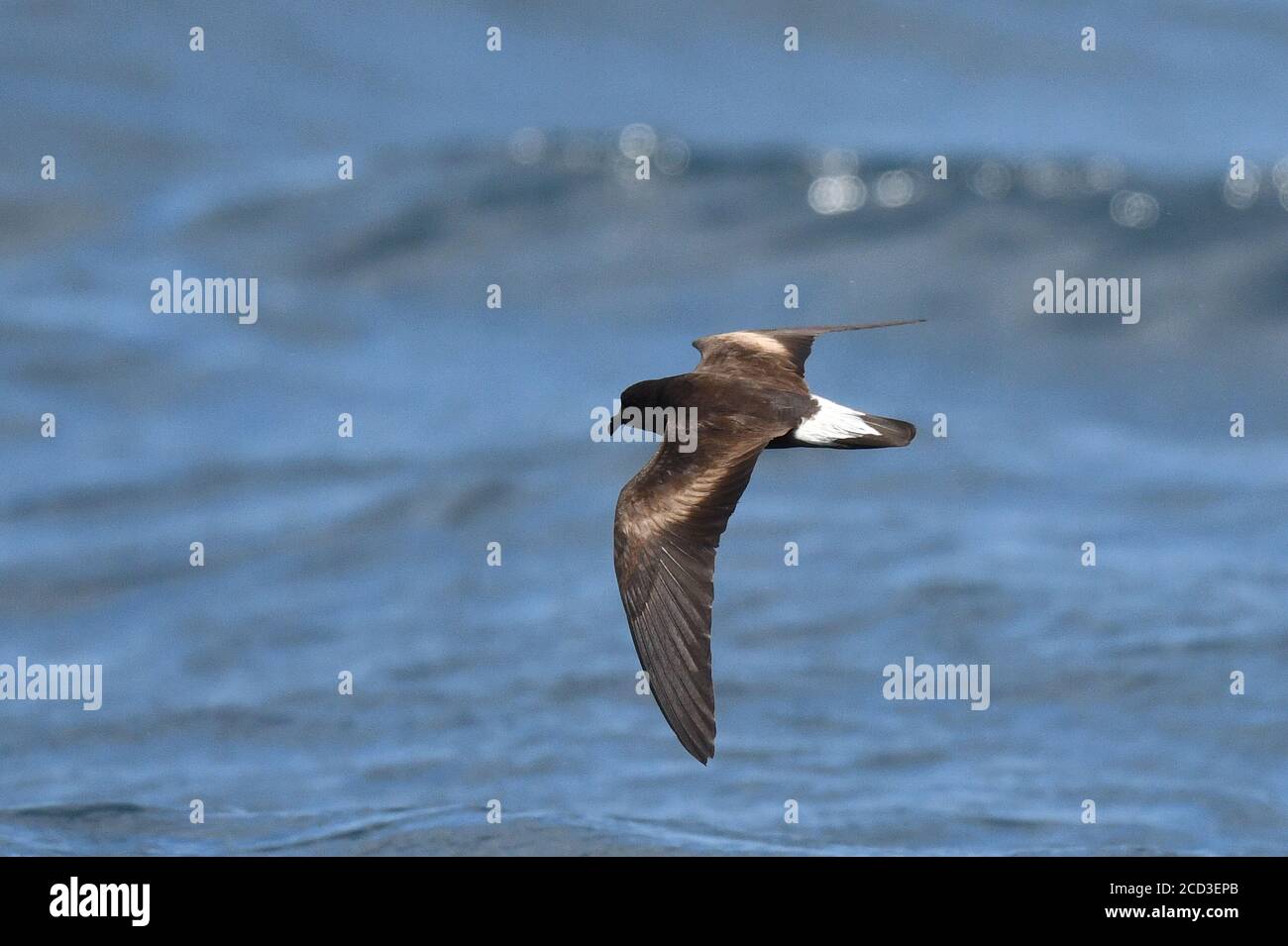 Galapagos storm petrel, Wedge-rumped storm-petrel, Wedge-rumped storm ...