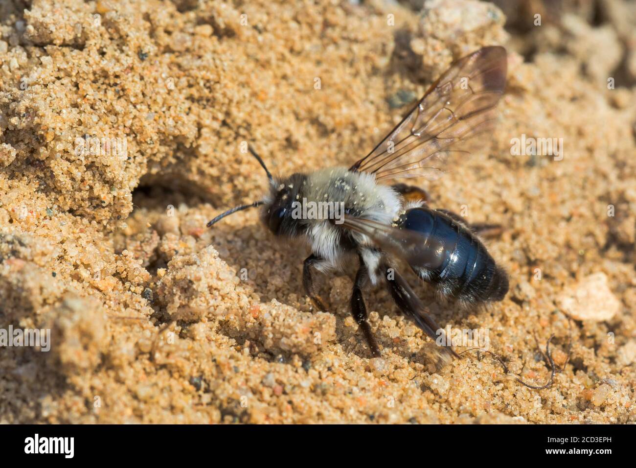 Mining bee soil hole hi-res stock photography and images - Alamy