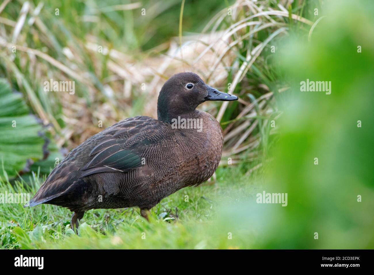 Wild birds of new zealand hi-res stock photography and images - Alamy