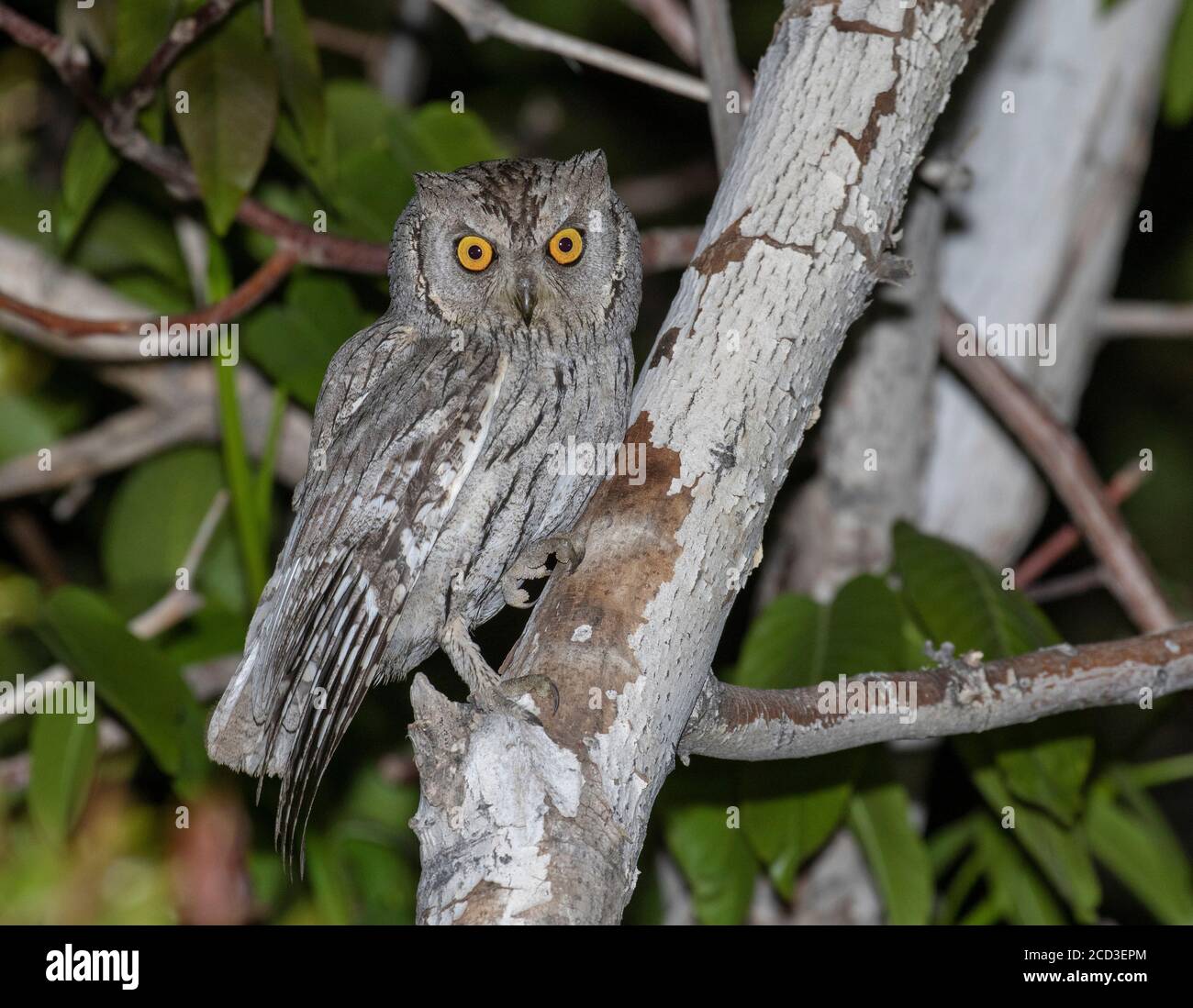 Night asia hi-res stock photography and images - Alamy